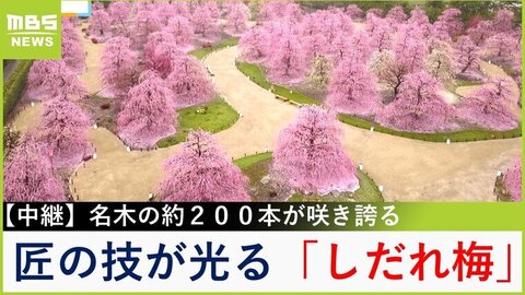 現場中継 | 2024年02月 | 特集 | MBSニュース